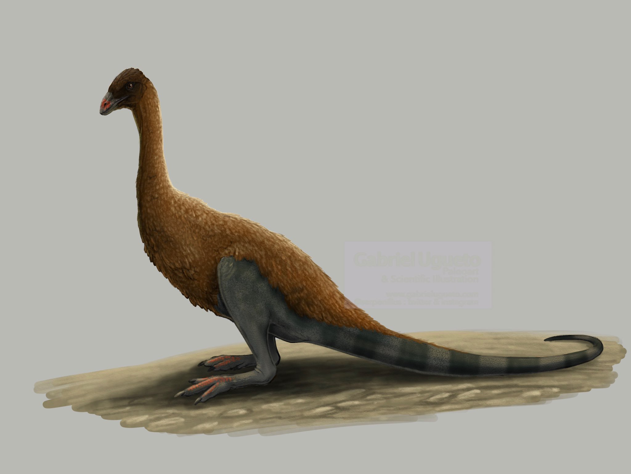 Limusaurus inextricabilis & The Art of Changing Anatomy into Adulthood ...