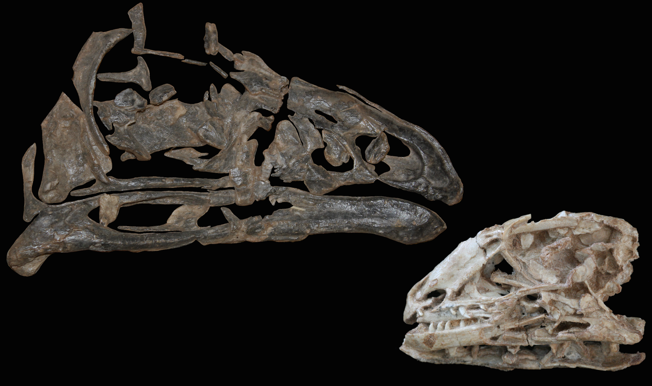 Limusaurus inextricabilis & The Art of Changing Anatomy into Adulthood ...